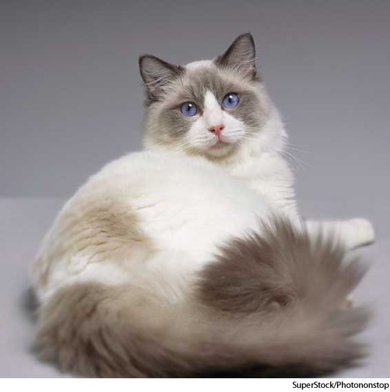 American Heritage Dictionary Entry: ragdoll
